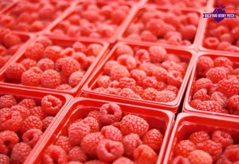 Best Raspberries to Grow in California - Backyard Berry Patch