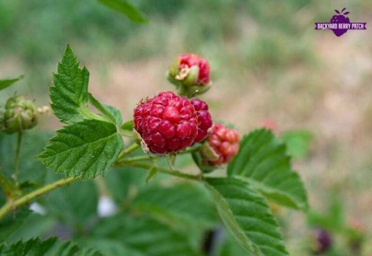 How to Fertilize Raspberries - Backyard Berry Patch