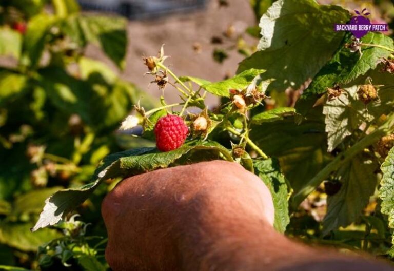 Best Raspberries to Grow in Indiana - Backyard Berry Patch