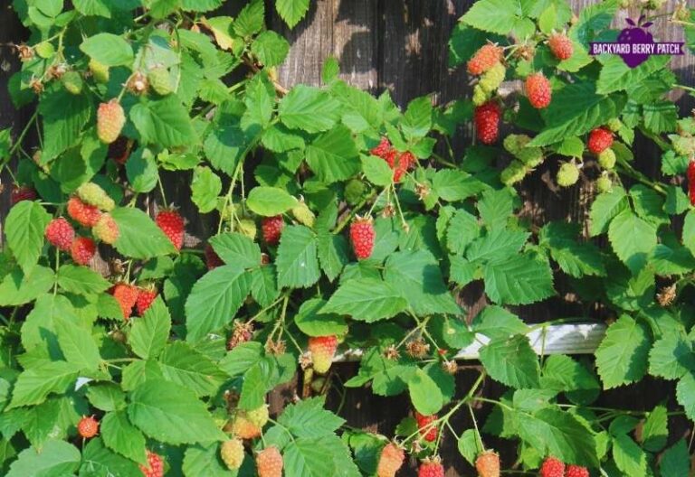 Best Raspberries to Grow in Texas: Top Picks for Your Lone Star Garden ...
