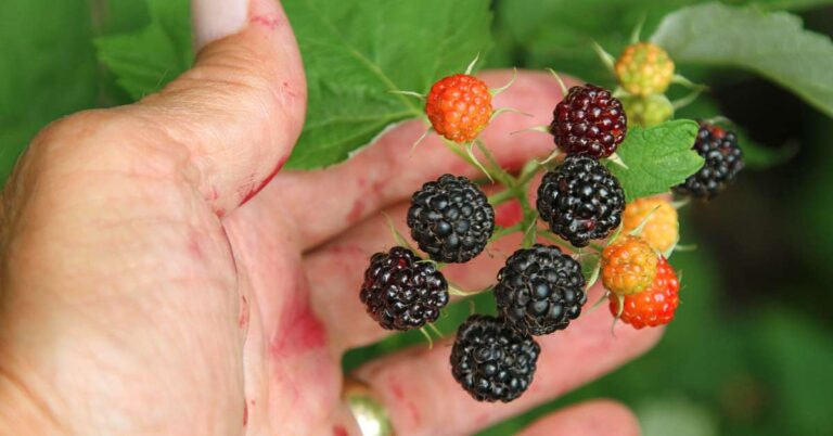 Cumberland Raspberry: A Delicious Black Raspberry - Backyard Berry Patch