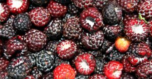 Brandywine Raspberry: An Everbearing Purple Raspberry Variety ...
