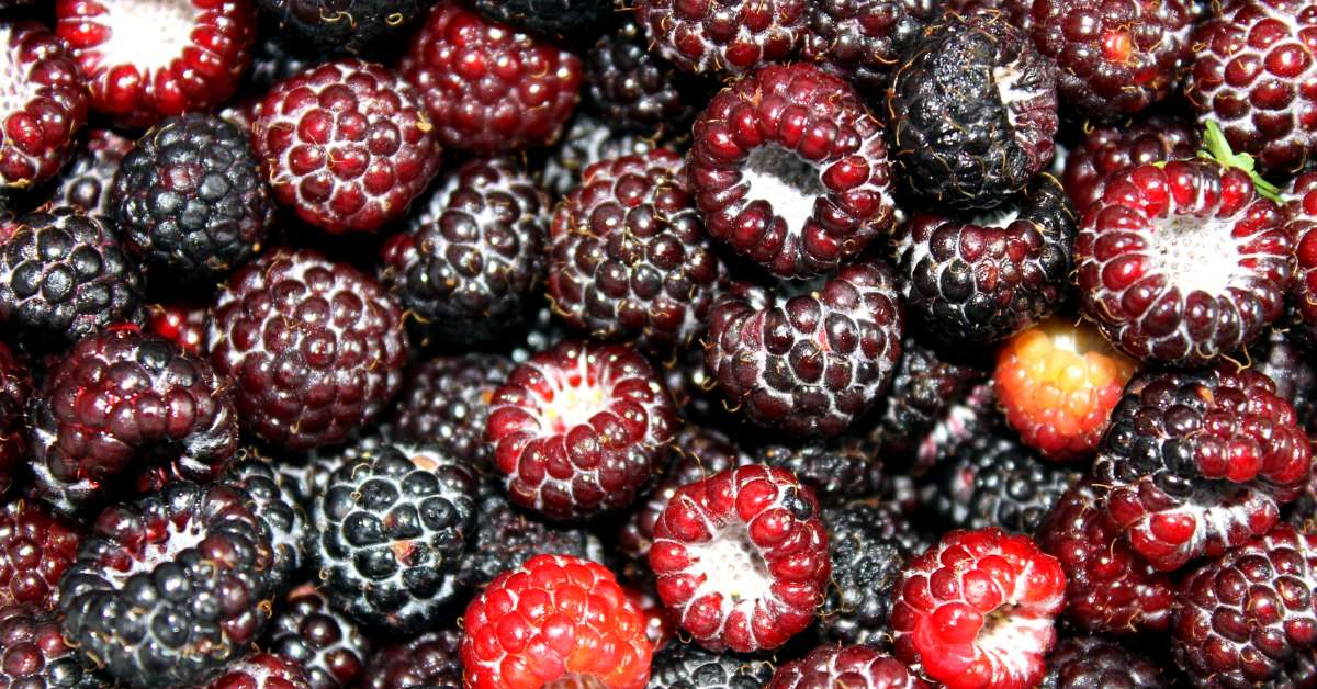 Brandywine Raspberry: An Everbearing Purple Raspberry Variety - Backyard Berry Patch